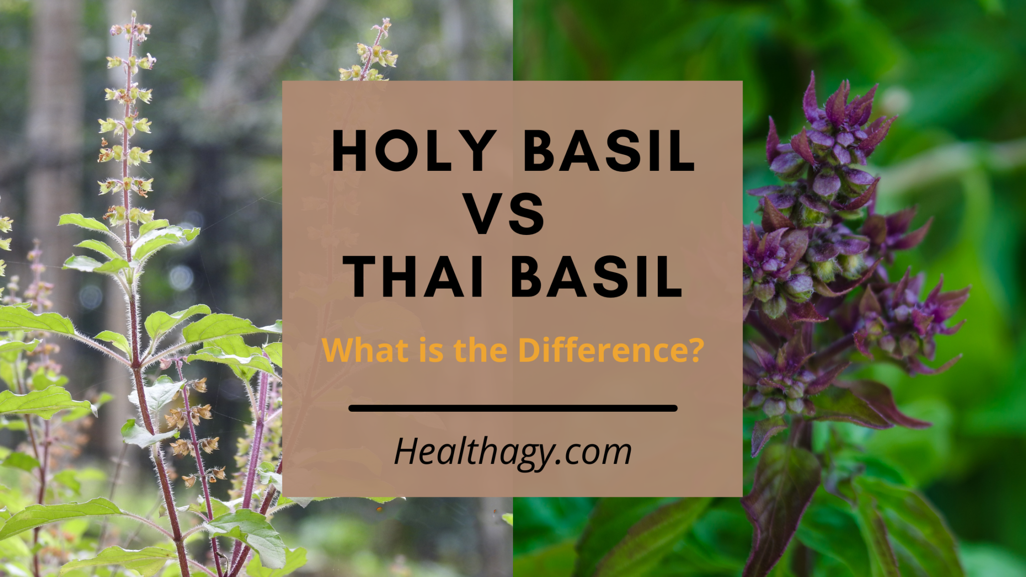 Holy Basil vs Thai Basil: What is the Difference? - Healthagy