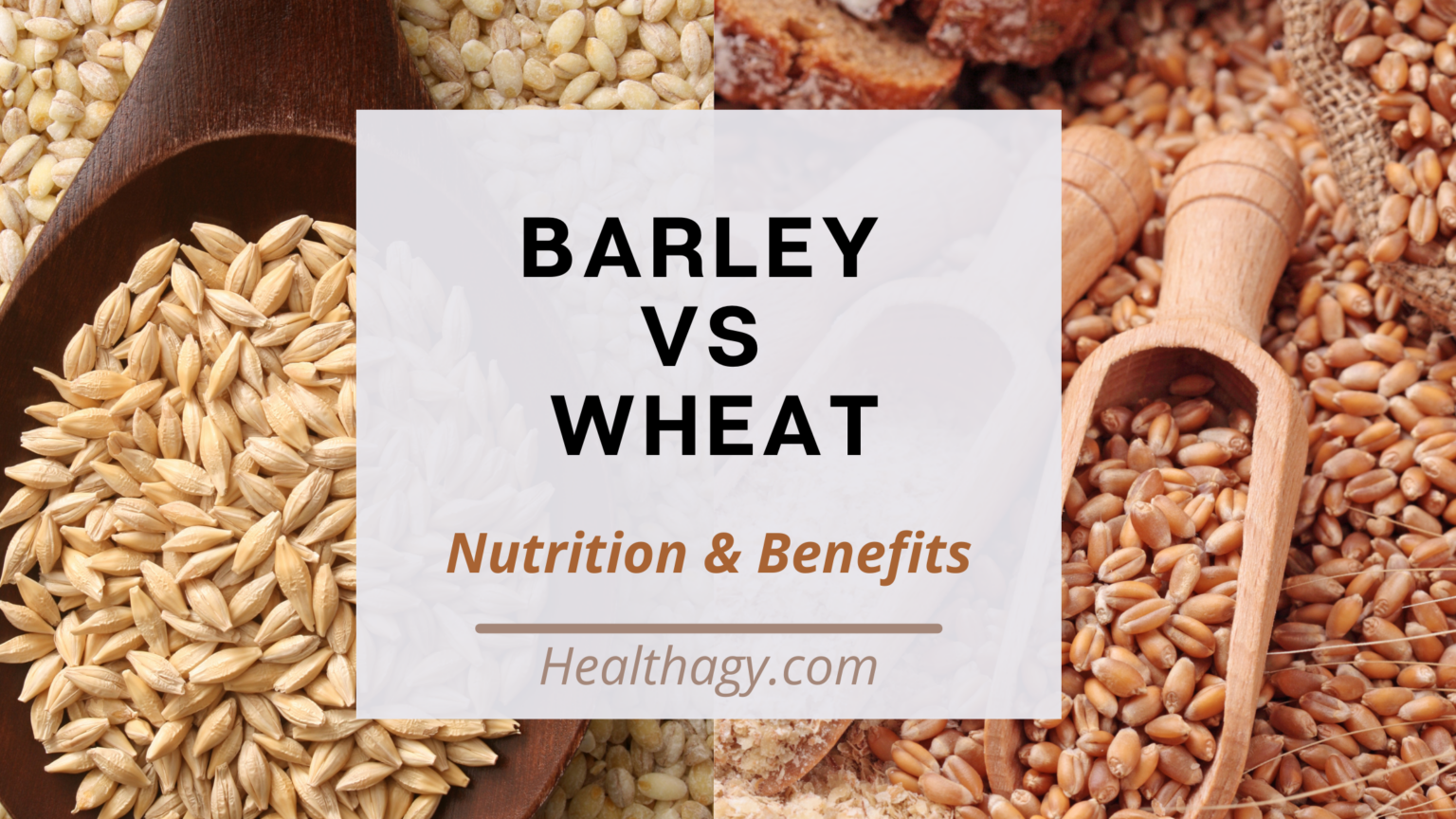 Barley Vs Wheat What Is The Difference Which Is Healthier Healthagy Barley Vs Wheat What Is The Difference Which Is Healthier Healthagy
